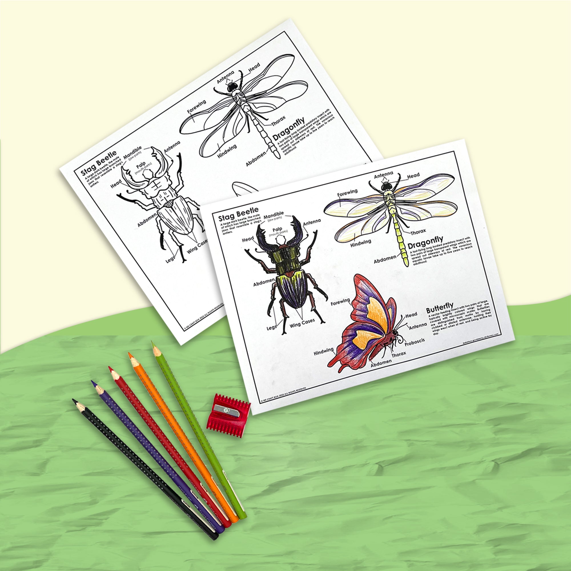 The Bug Box - Cratejoy