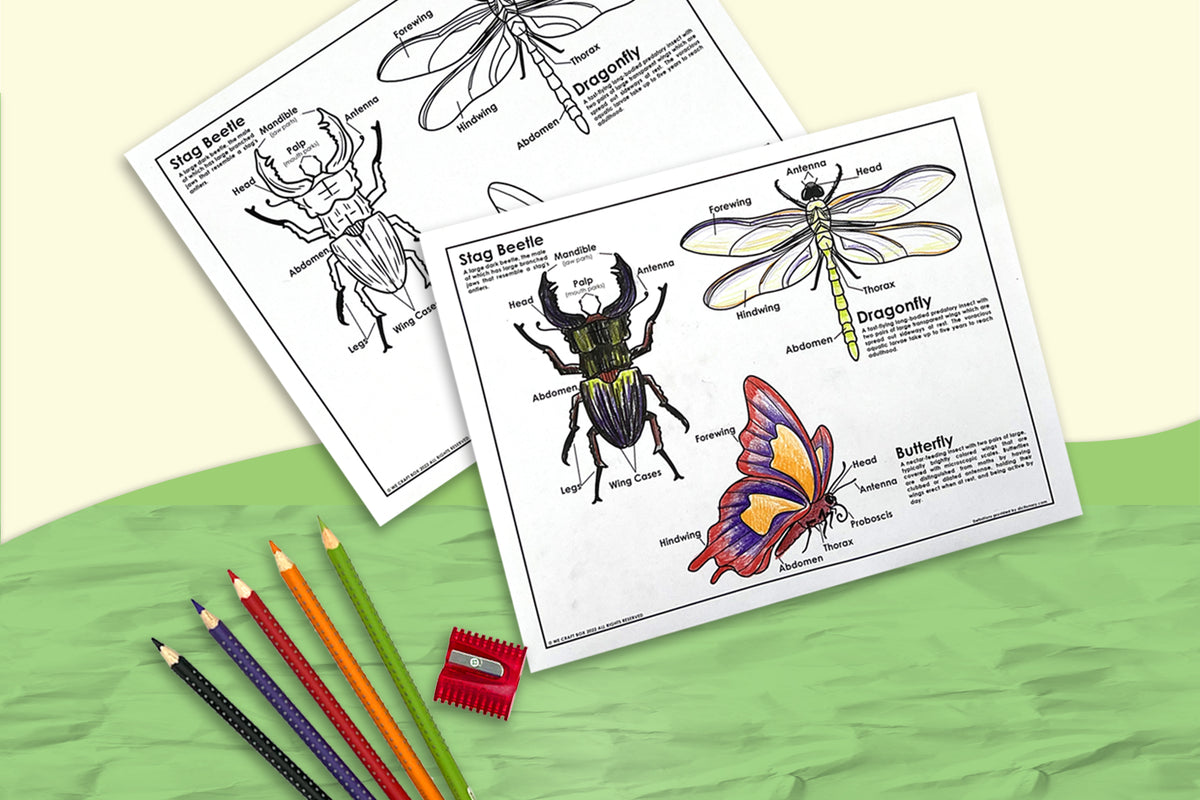 The Bug Box - Cratejoy